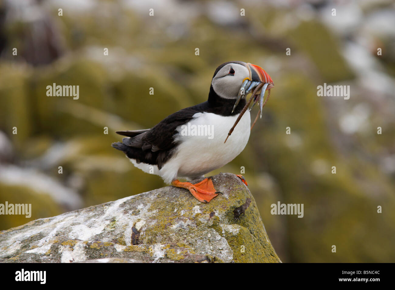 Puffin standing on rock Farne Islands Northumberland England UK Stock ...