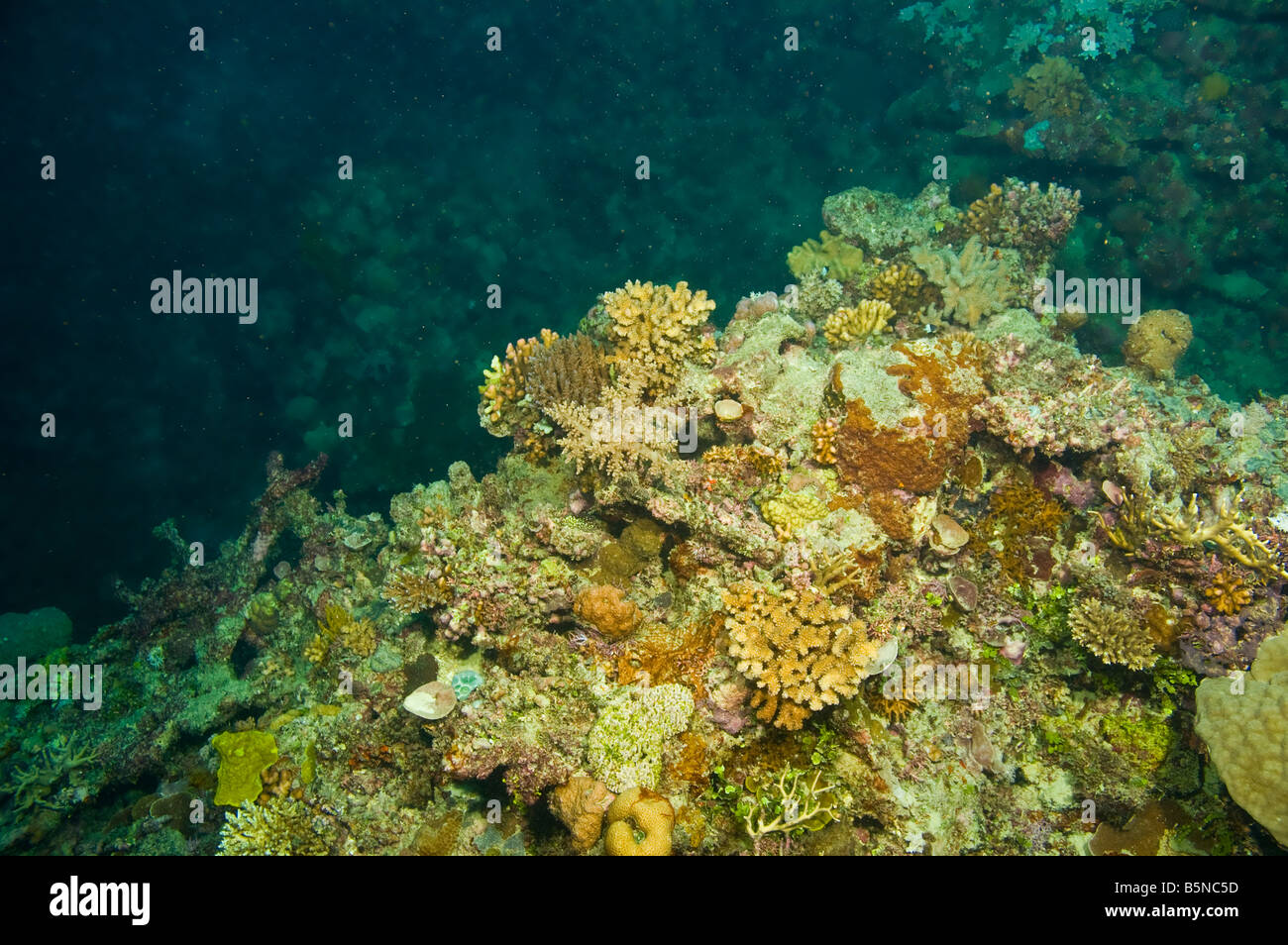 coral varieties of great barrier reef during night dive Stock Photo - Alamy