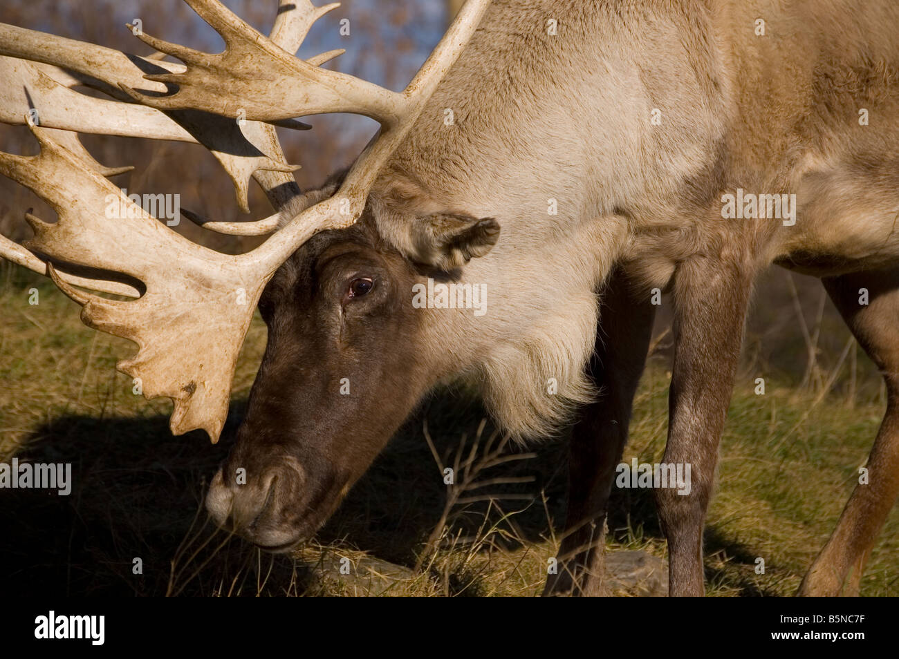 Woodland Caribou - Antlers against antlers in rutting season Stock ...
