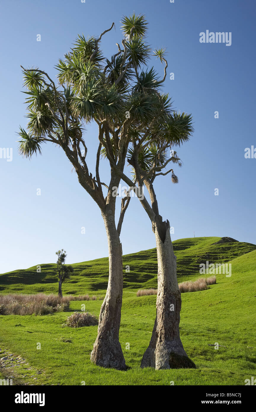 Cabbage Trees and Farmland Cape Farewell Nelson Region South Island New ...