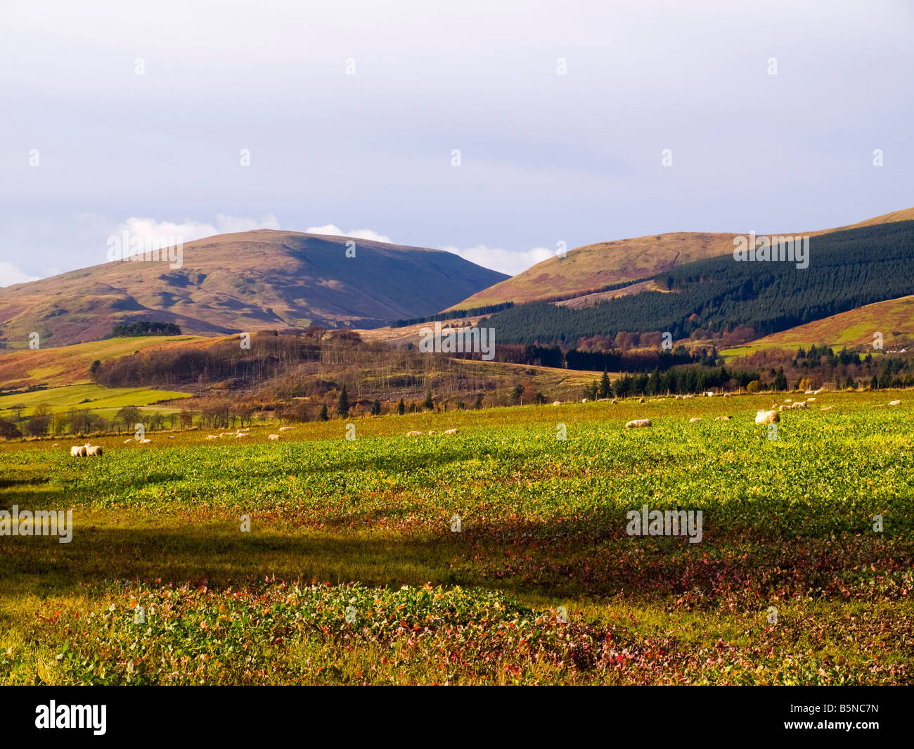 Ochil hills hi-res stock photography and images - Alamy
