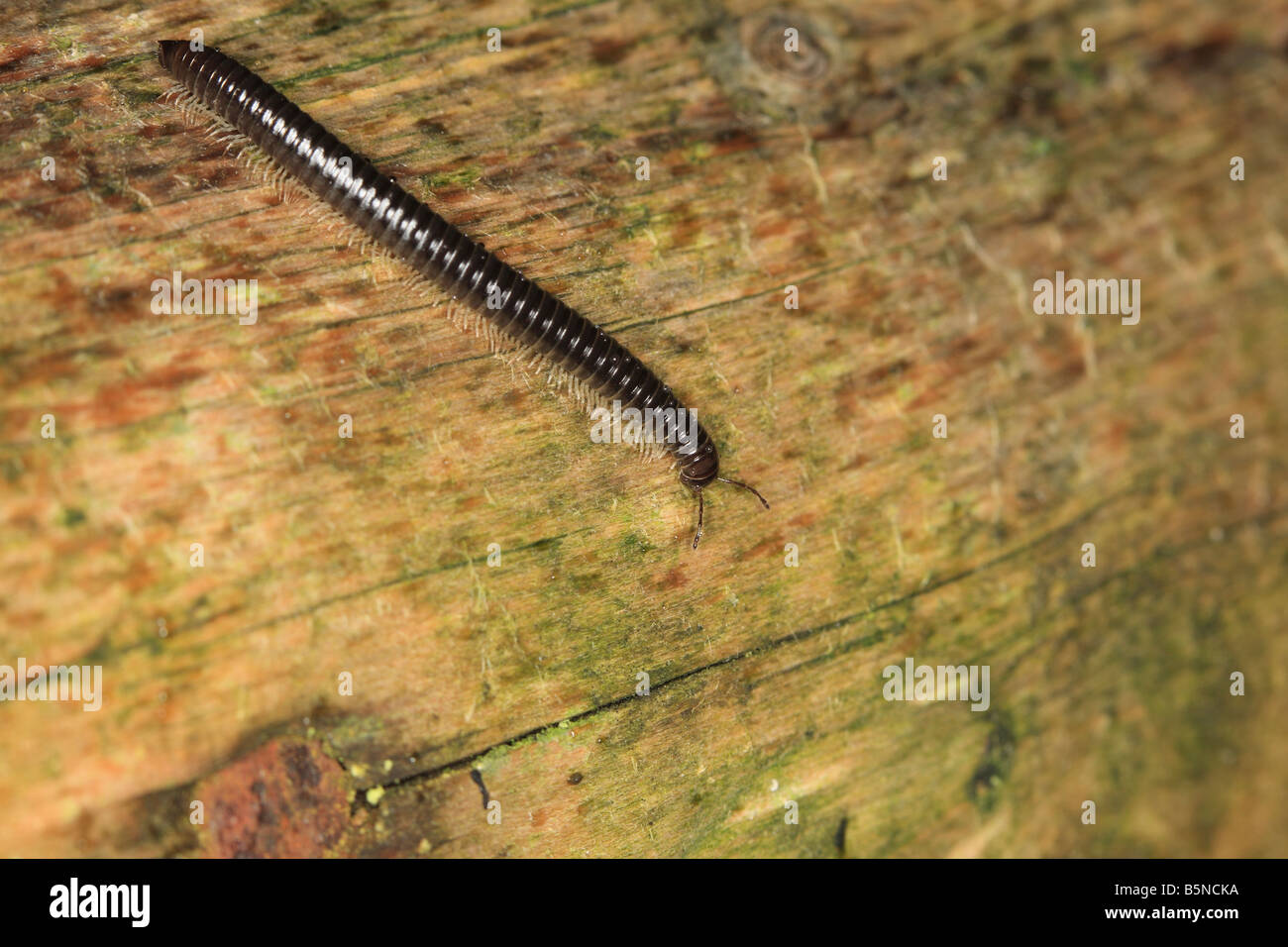 Millipede feeding hi-res stock photography and images - Alamy