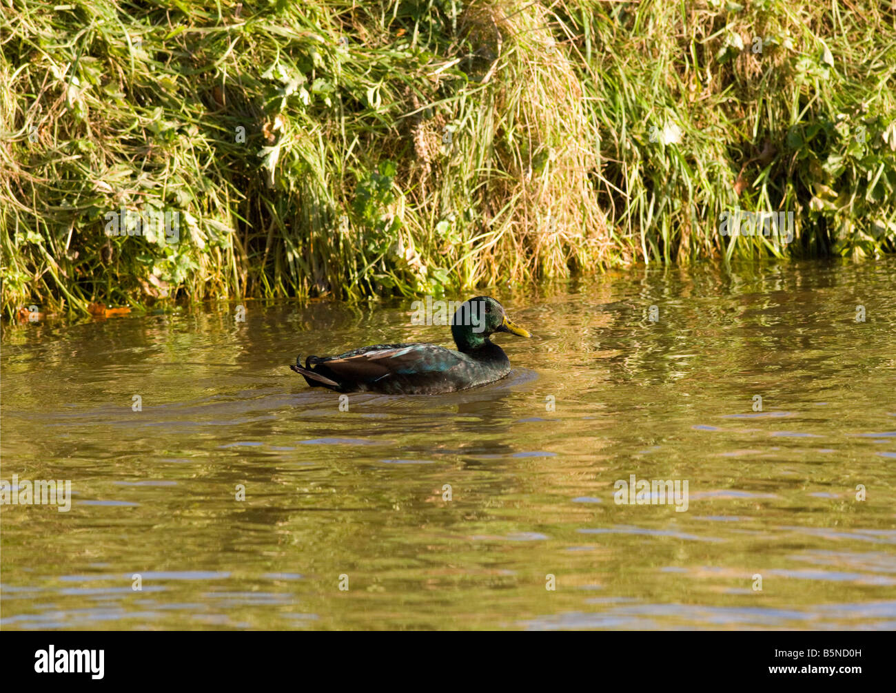 Iridescent green mallard drake duck hi-res stock photography and images ...