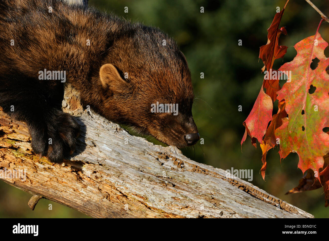 Close up of Fisher or North American Marten slinking down a dead tree ...