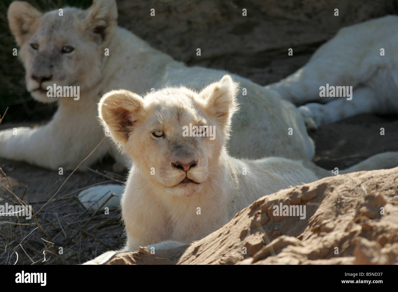 White Lion cubs Stock Photo - Alamy