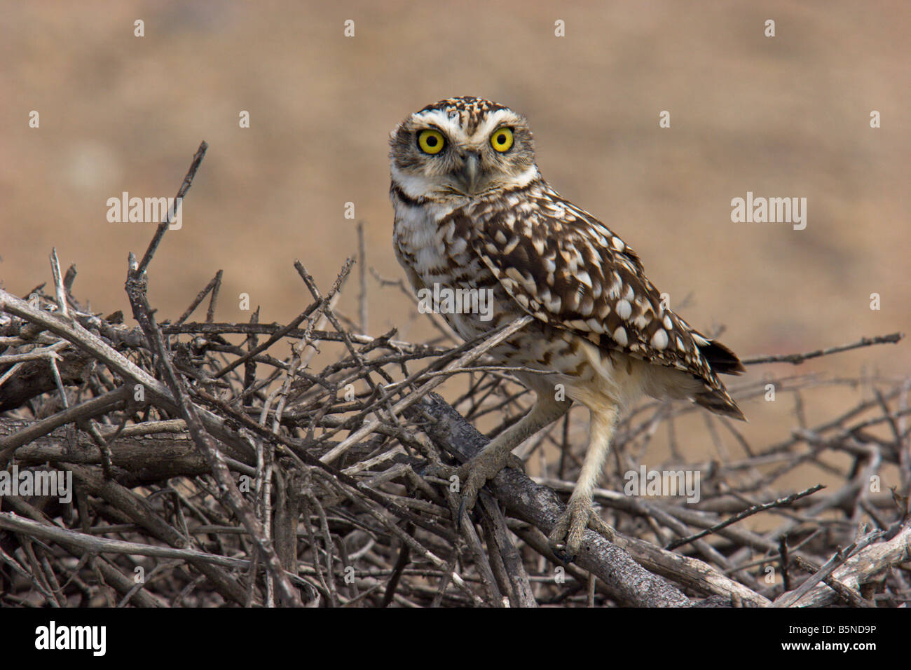 Burrowing bird hi-res stock photography and images - Alamy