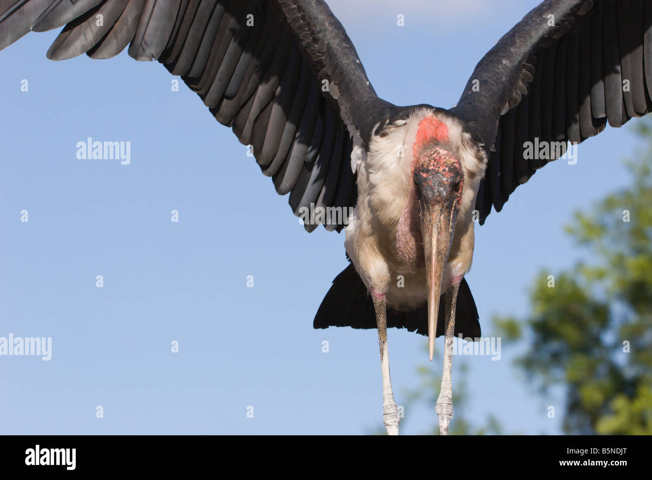 stork bird large marabu stork Uganda africa Stock Photo - Alamy