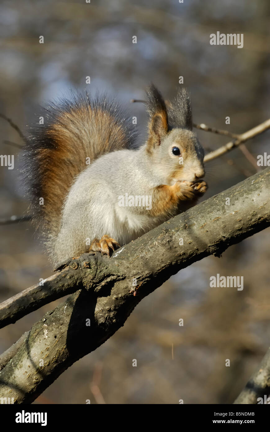 Russian squirrel Sciurus Vulgaris Moscow Russia Stock Photo - Alamy