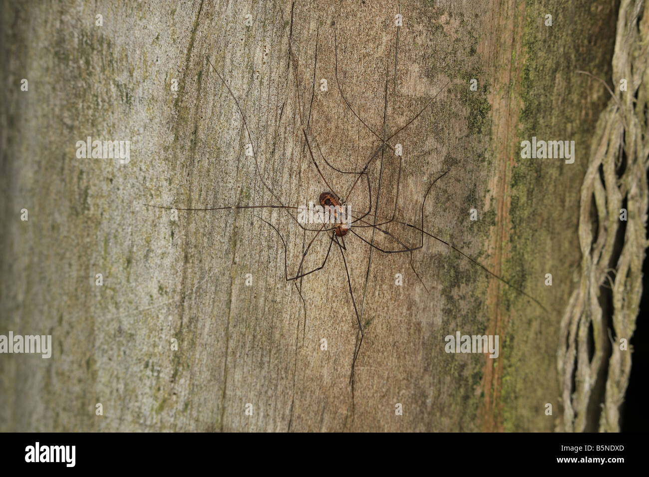 HARVESTMAN Leiobunum rotundum PAIR AT REST ON FENCE POST Stock Photo ...
