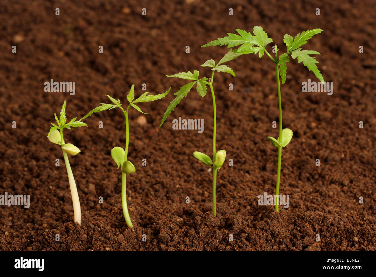 Four green seedlings Stock Photo - Alamy