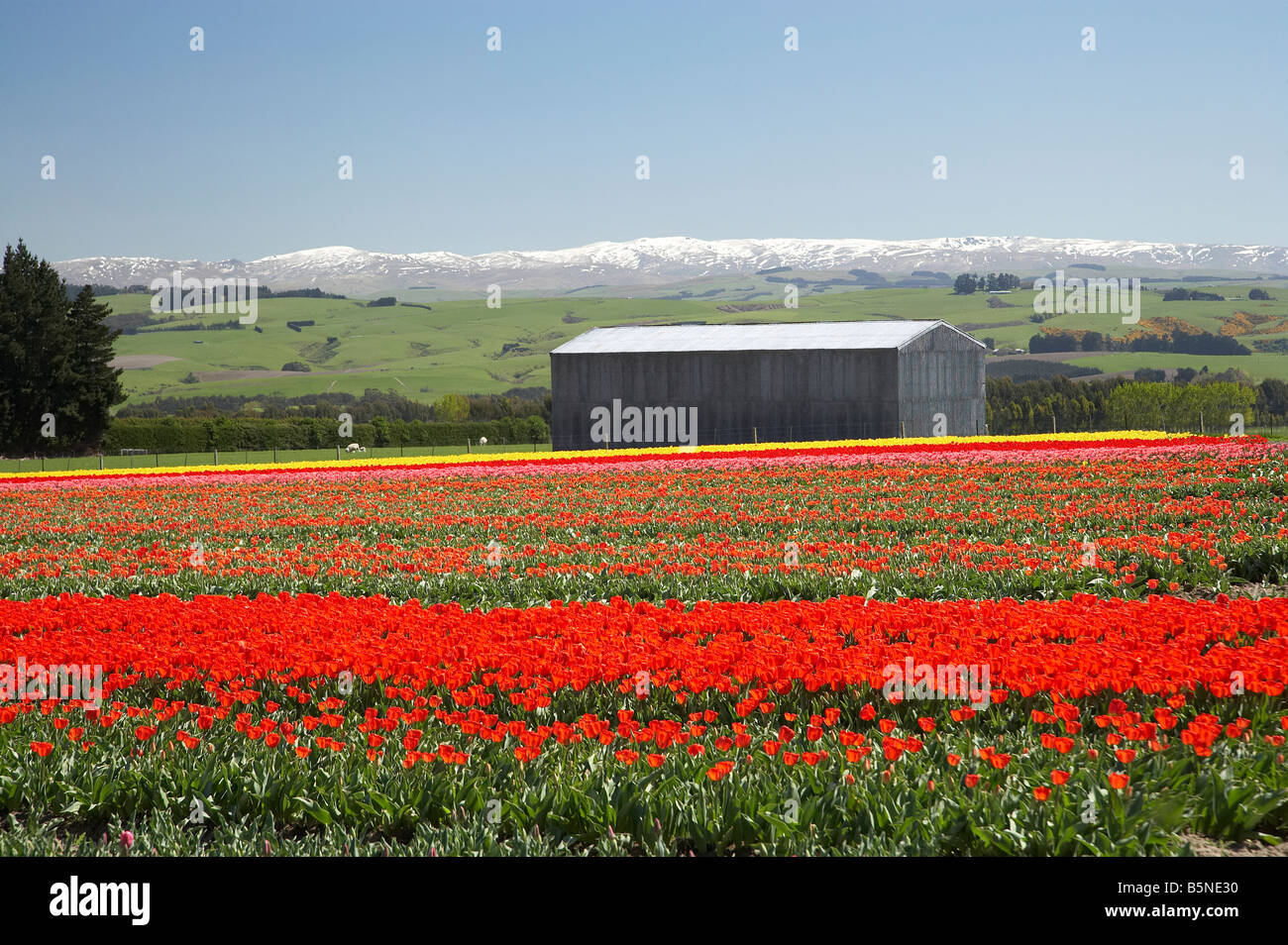 Tulip Fields near Tapanui West Otago South Island New Zealand Stock ...