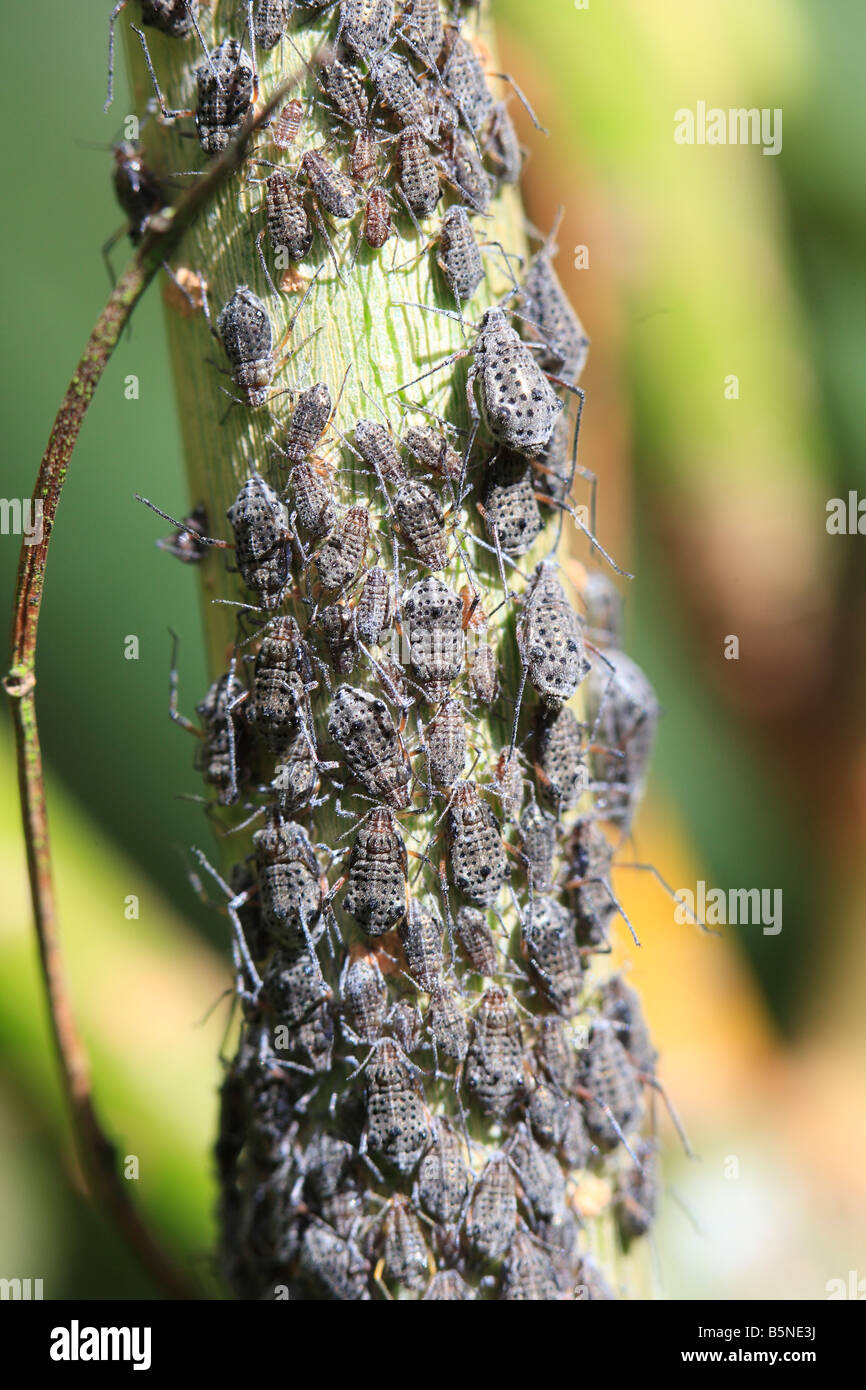 Large willow aphid tuberolachnus salignus hi-res stock photography and ...