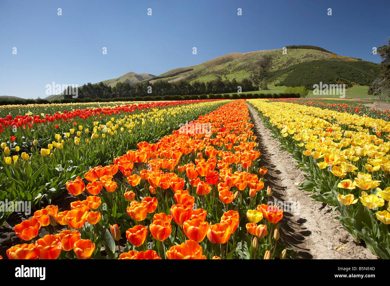 Tapanui hi-res stock photography and images - Alamy