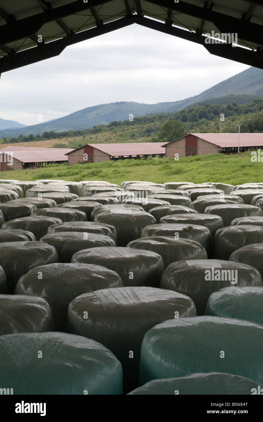 Plastic wrapped hay bales stored and fermenting Stock Photo - Alamy
