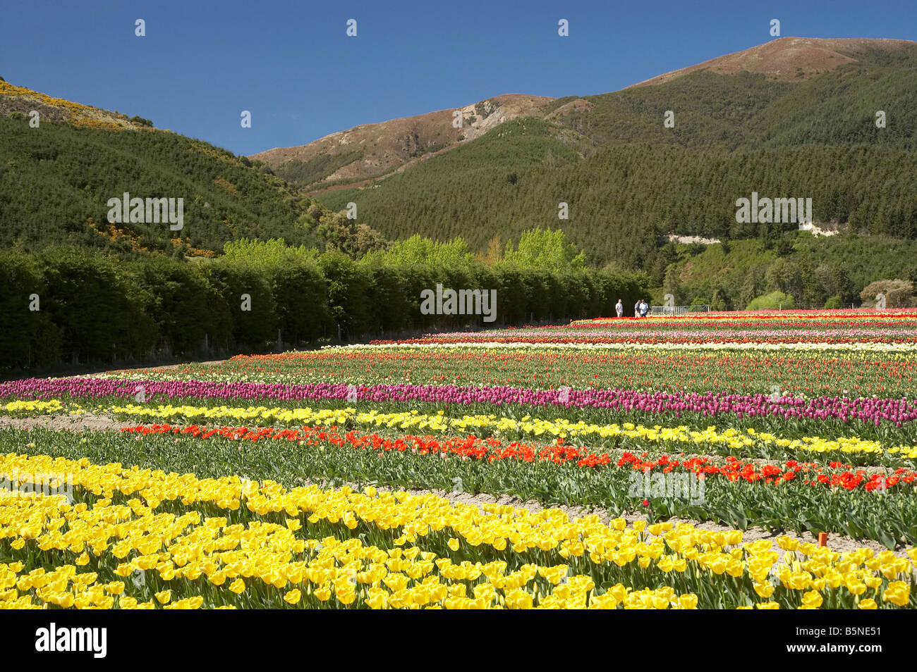Tulip Fields near Tapanui West Otago South Island New Zealand Stock ...