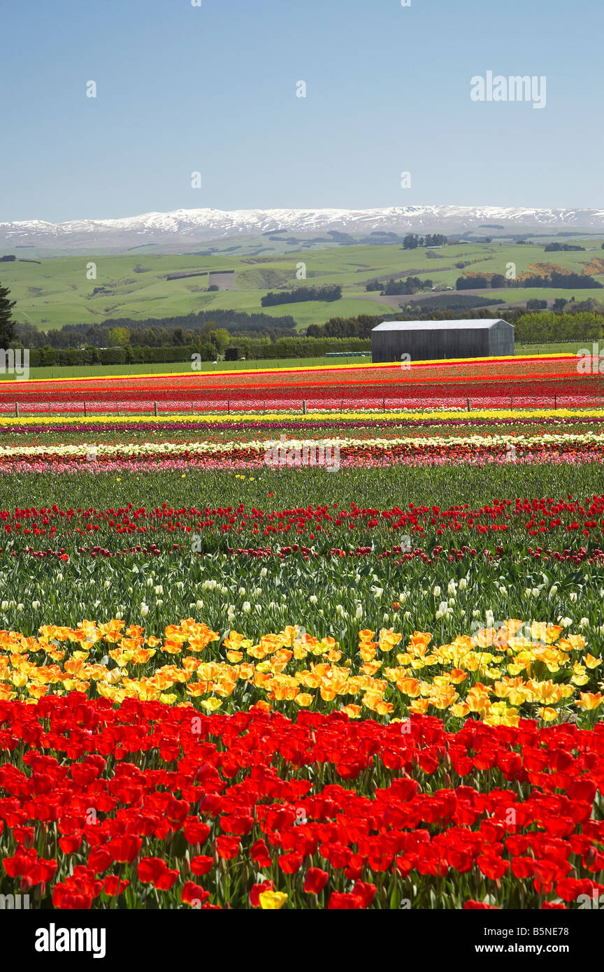 Tulip Fields near Tapanui West Otago South Island New Zealand Stock ...