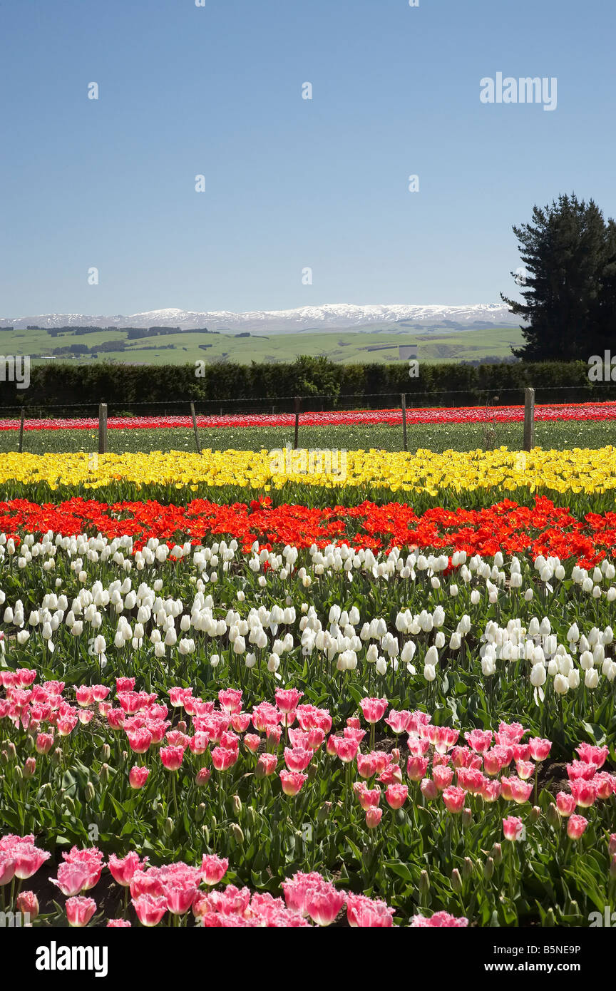 Tapanui High Resolution Stock Photography and Images - Alamy