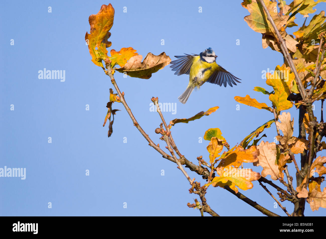A blue tit takes flight from an oak tree in autumn showing its primary ...
