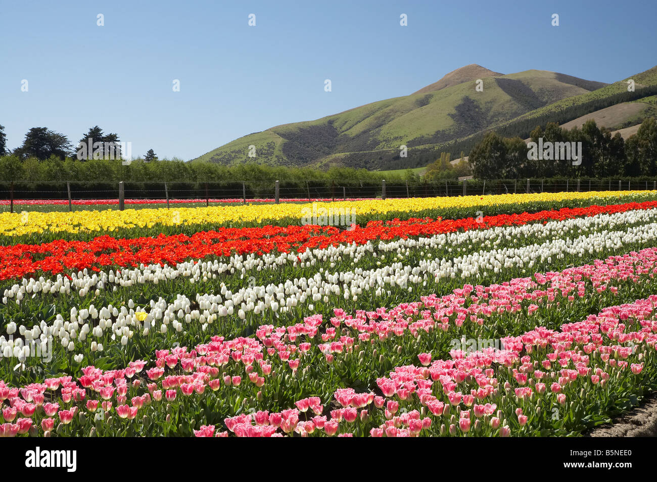 Tulip Fields near Tapanui West Otago South Island New Zealand Stock ...