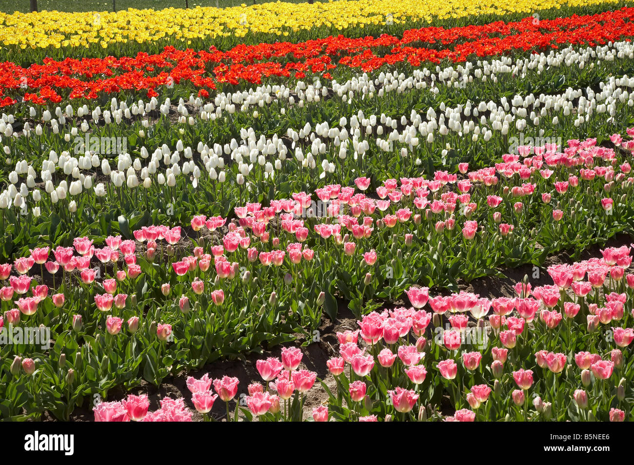 Tulip Fields near Tapanui West Otago South Island New Zealand Stock ...