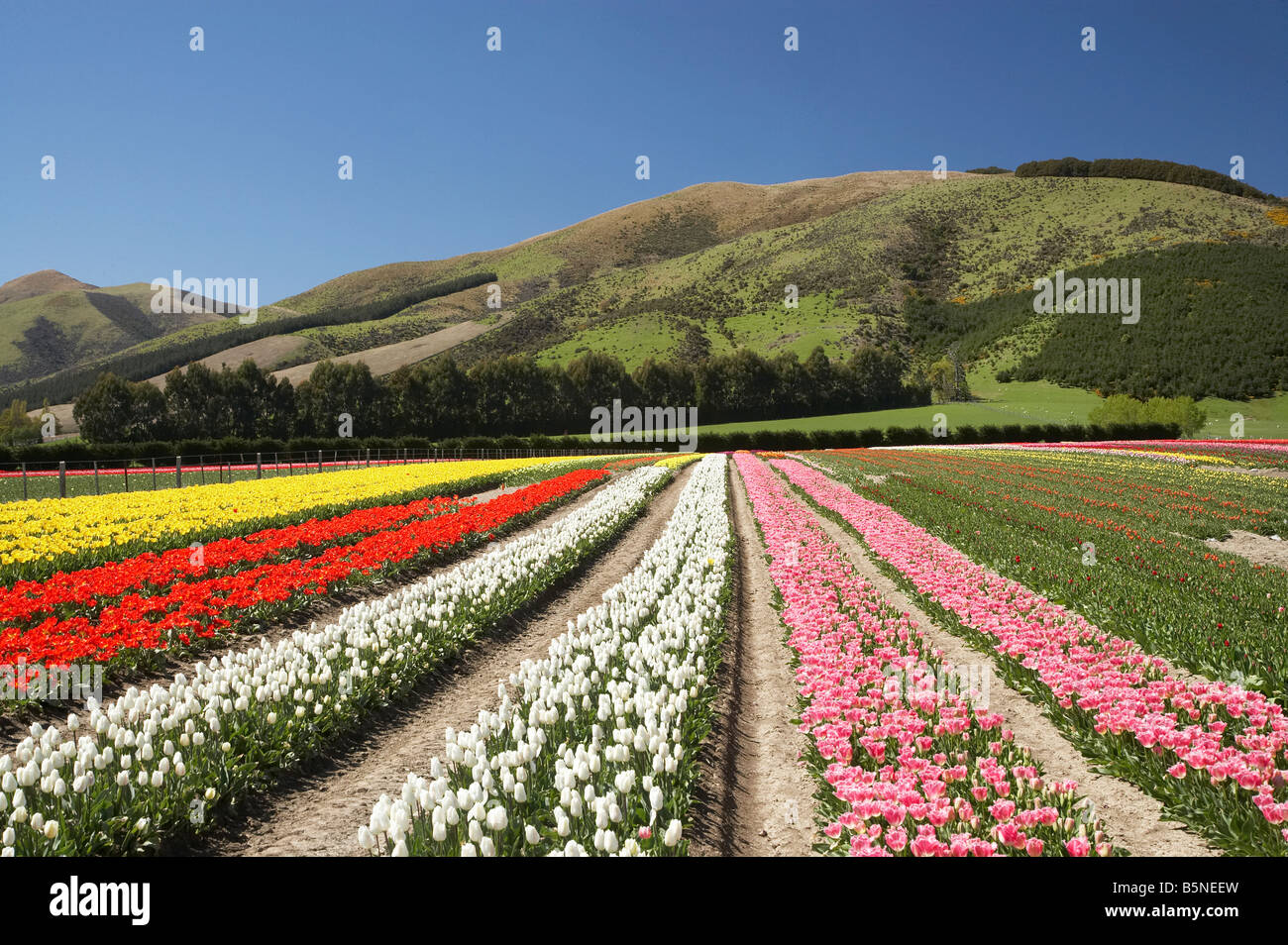 Tulip Fields near Tapanui West Otago South Island New Zealand Stock ...