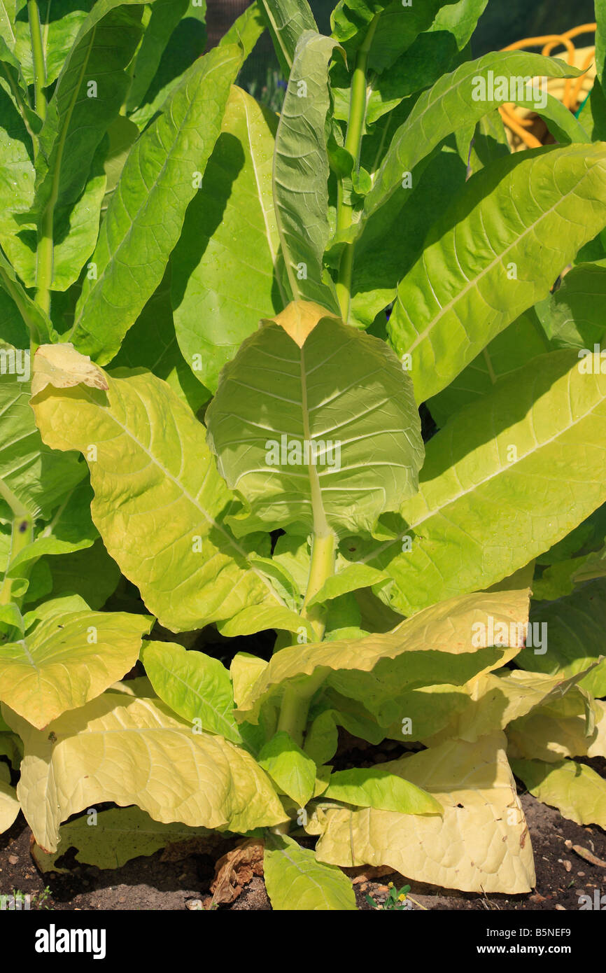 Tobacco plant hi-res stock photography and images - Alamy