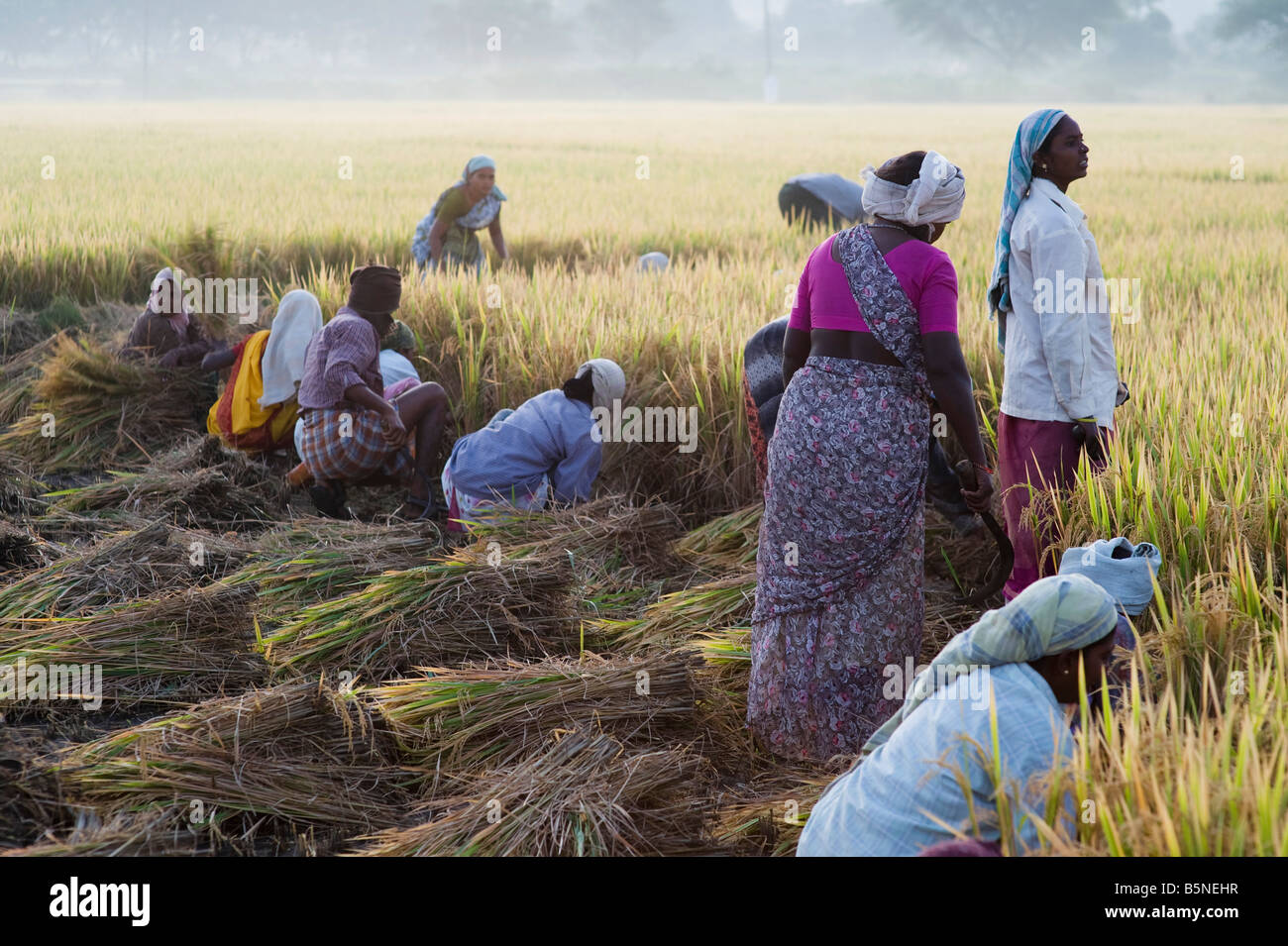 Rice Picking India High Resolution Stock Photography and Images - Alamy
