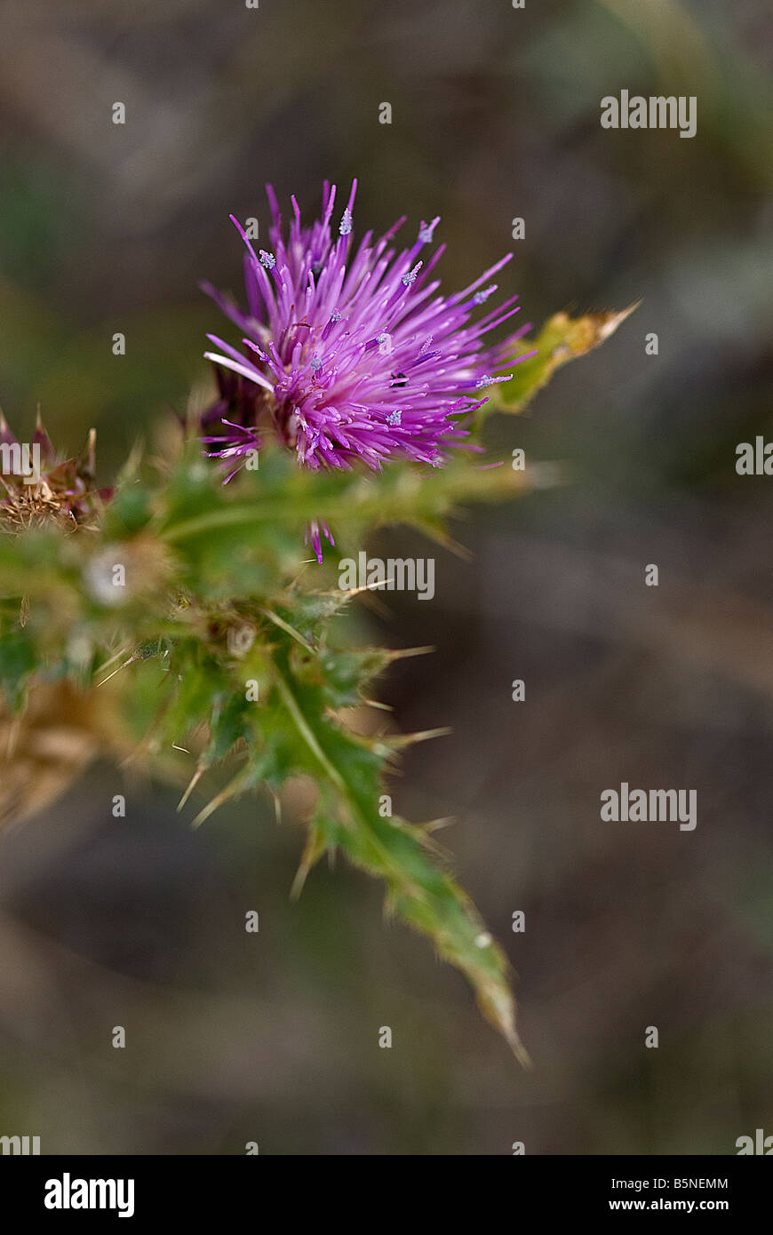 A purple thistle with barbed leaves Stock Photo - Alamy