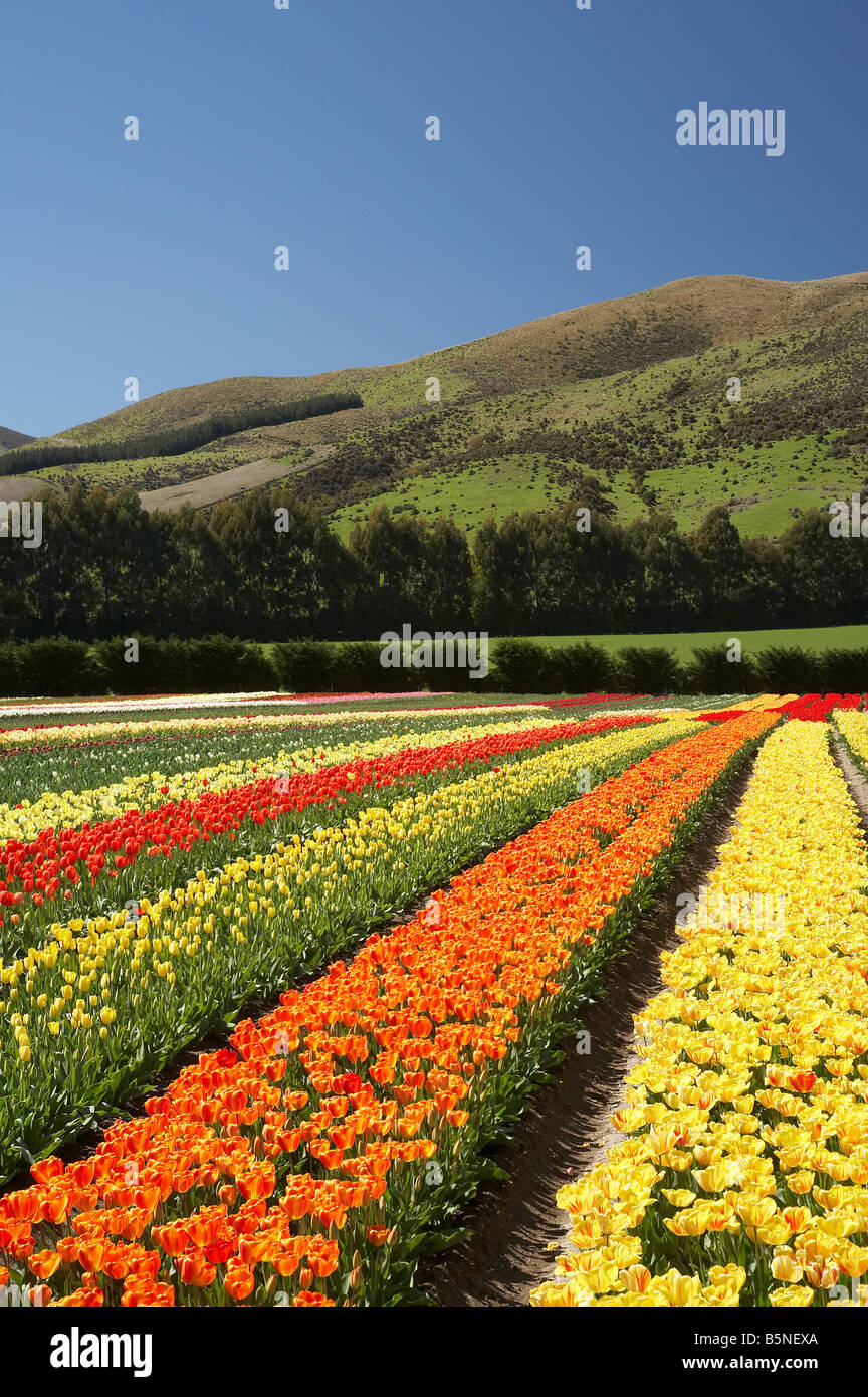 Tapanui hi-res stock photography and images - Alamy