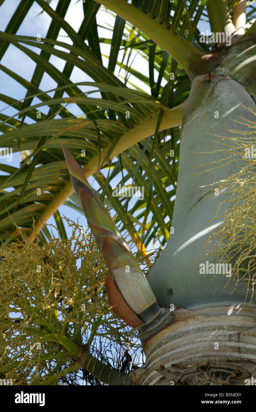 Top of a palm tree hi-res stock photography and images - Alamy