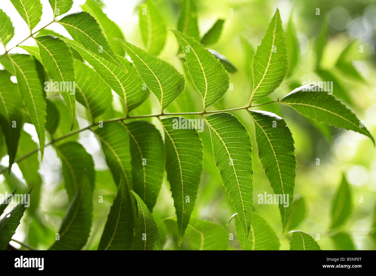 Neem plant hi-res stock photography and images - Alamy