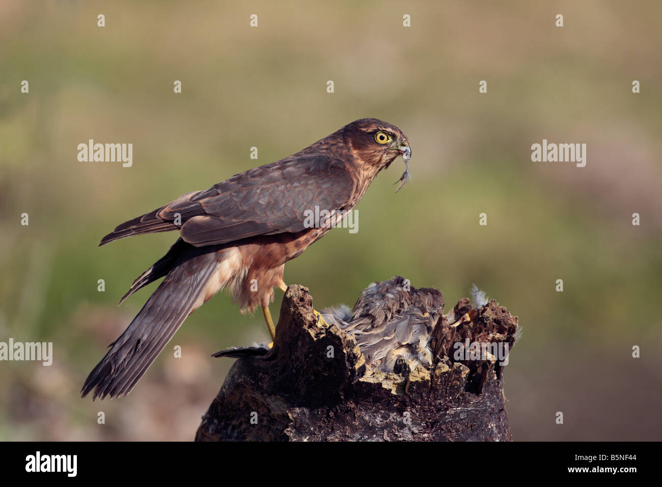 British sparrowhawk hi-res stock photography and images - Alamy