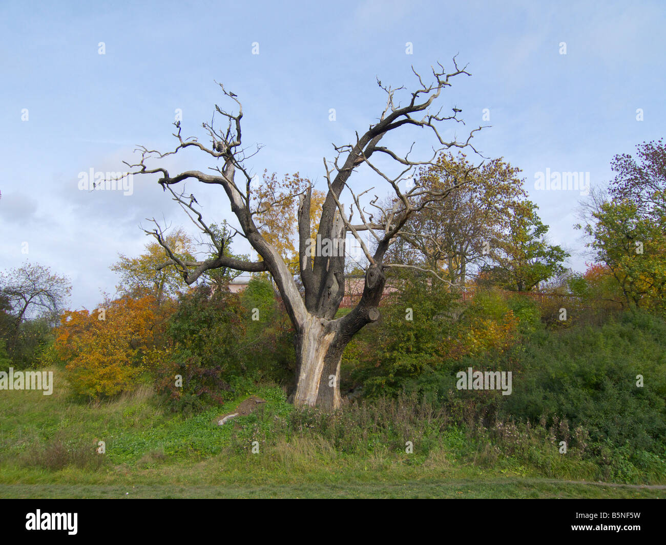 Deceased tree hi-res stock photography and images - Alamy
