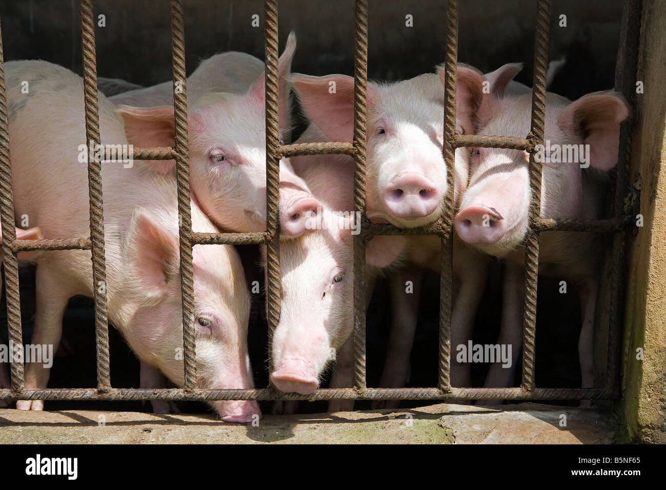 Pig Farm Africa Stock Photos & Pig Farm Africa Stock Images - Alamy