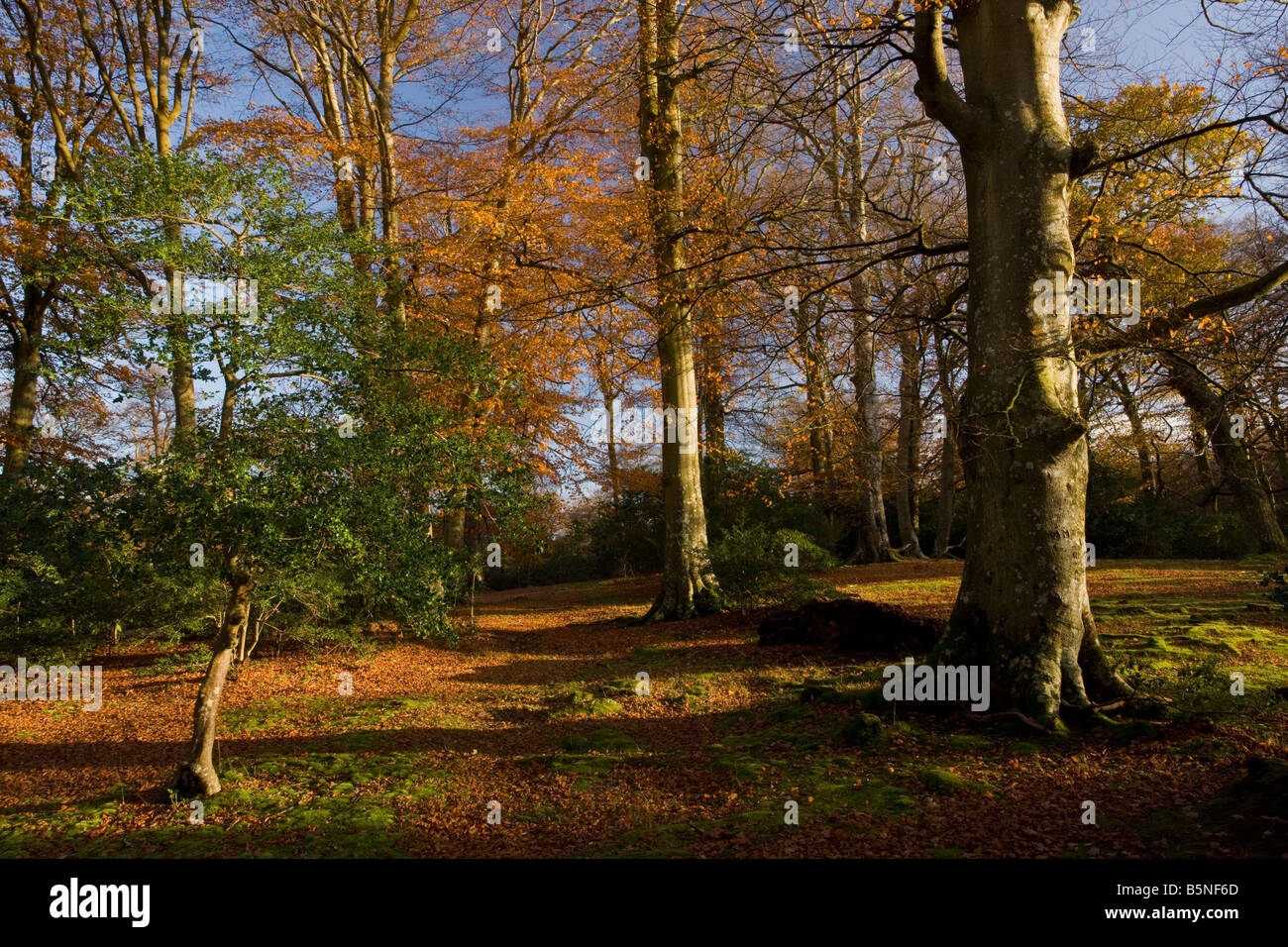 Rufus stone new forest hi-res stock photography and images - Alamy