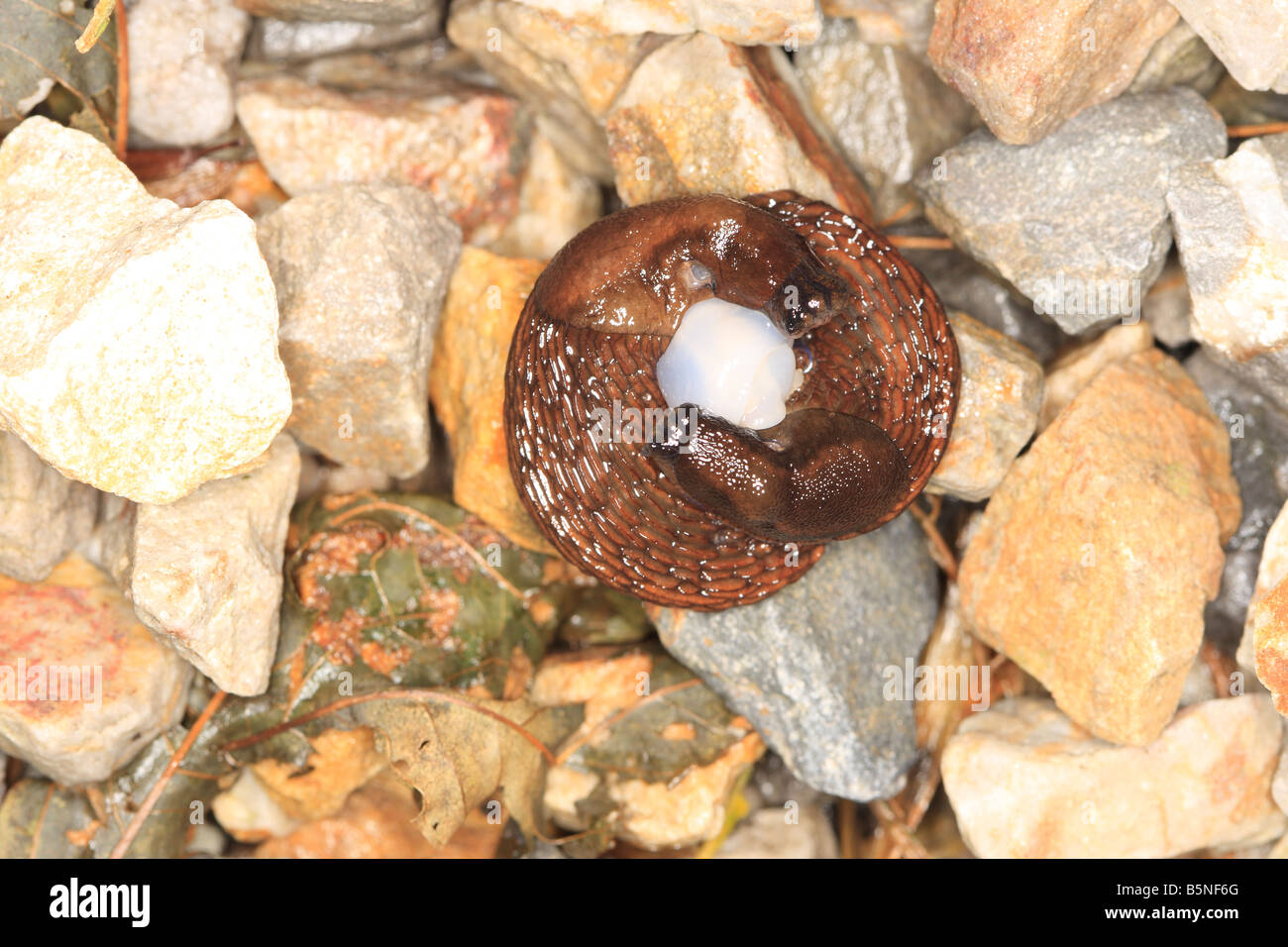KEELED SLUG Milax spp MATING PAIR AT NIGHT Stock Photo - Alamy