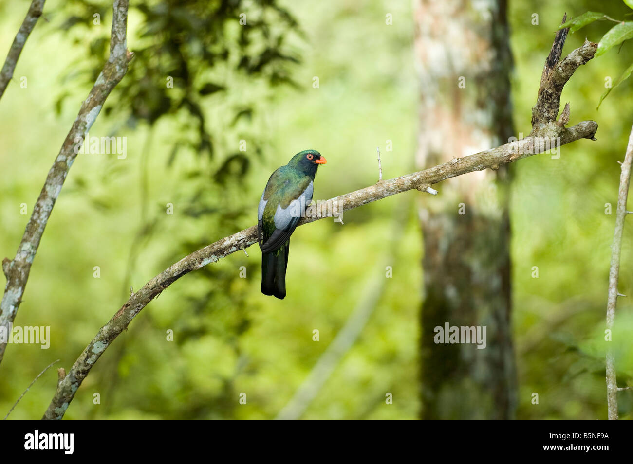 Tikal bird hi-res stock photography and images - Alamy