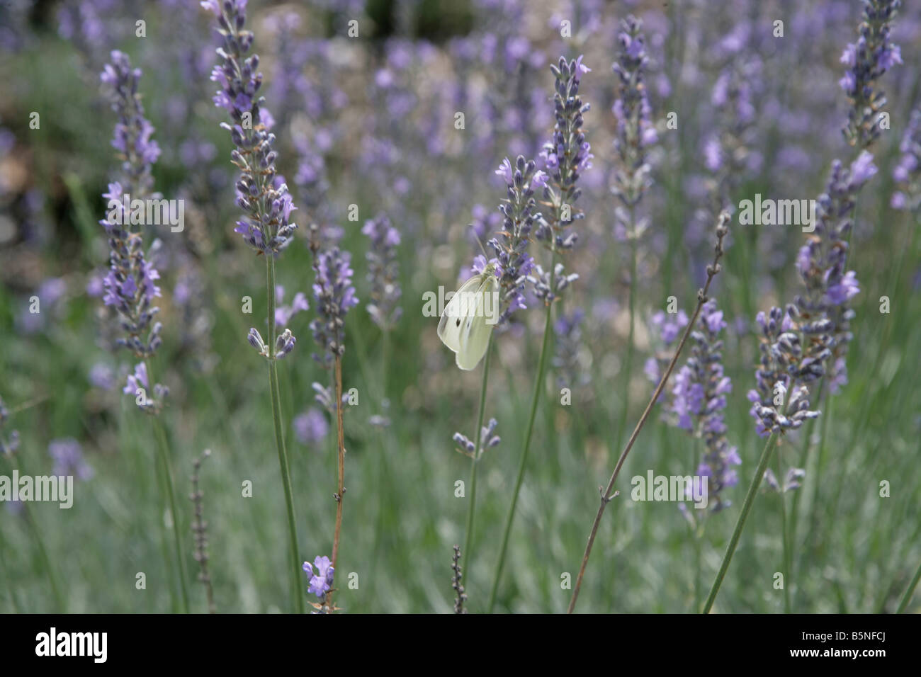 Lavender butterfly hi-res stock photography and images - Alamy