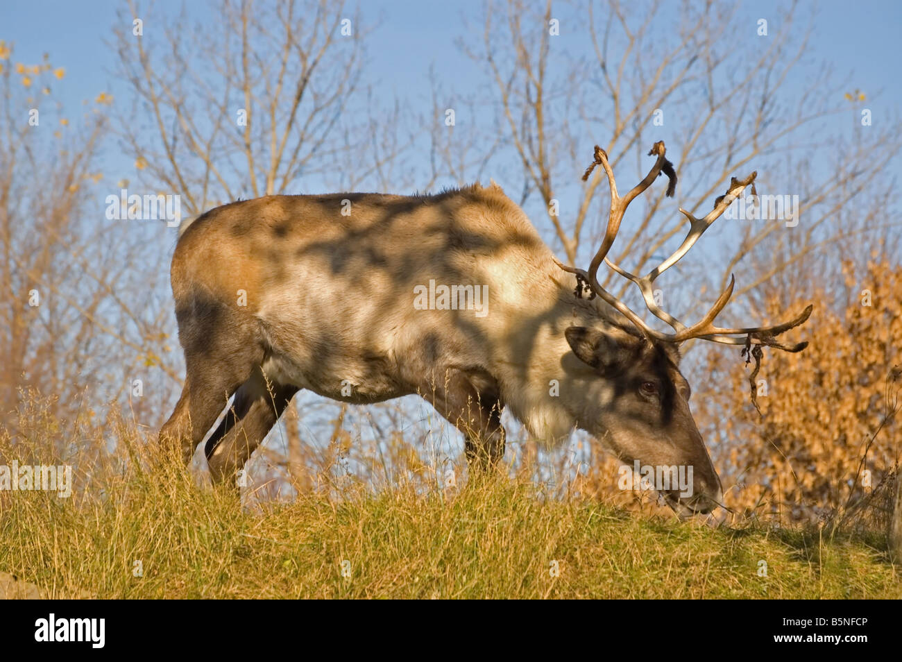 Female Woodland Caribou High Resolution Stock Photography and Images ...
