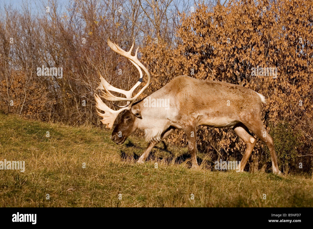 Male Woodland Caribou on an autumn day Stock Photo - Alamy