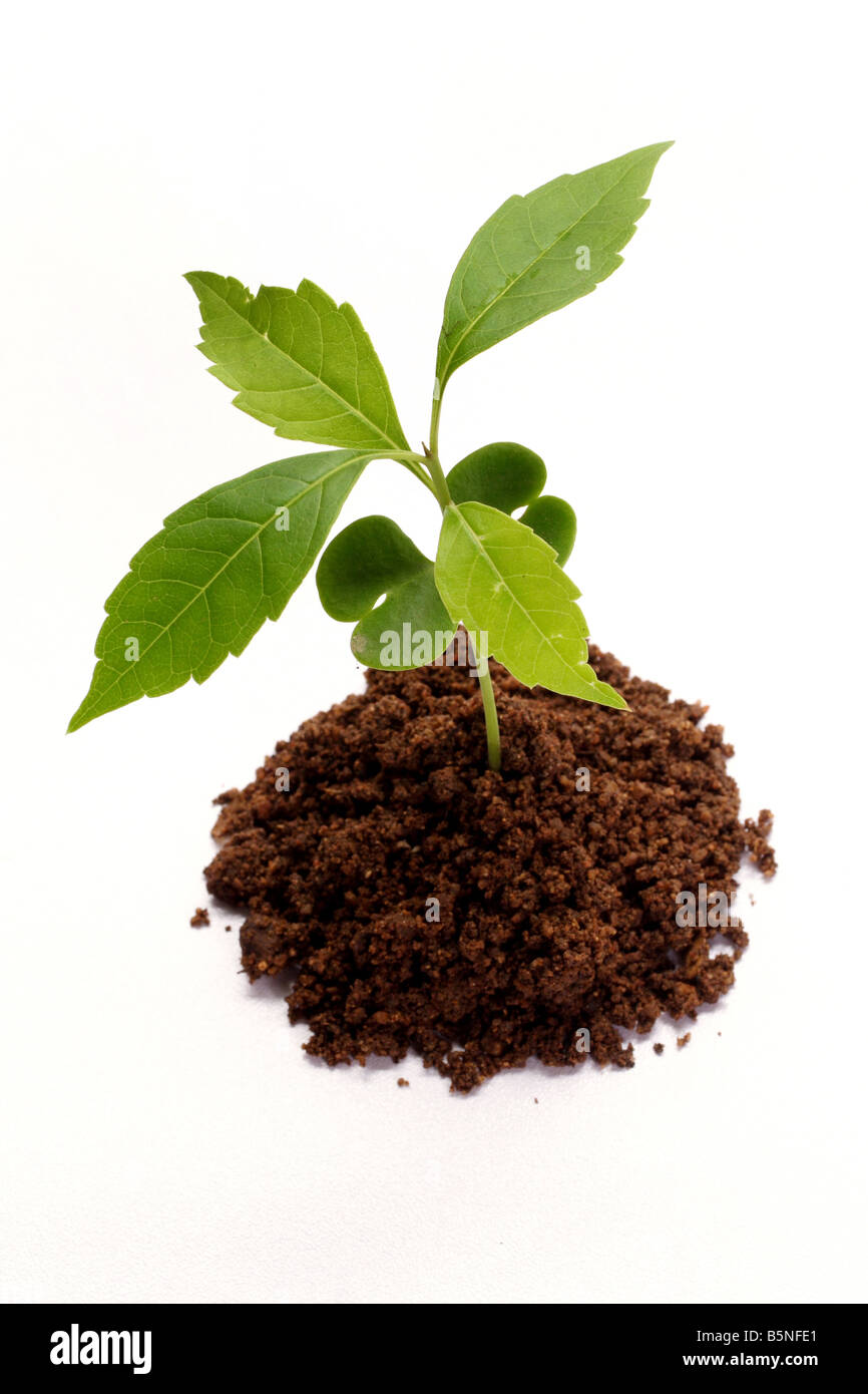 New baby plants Cut Out Stock Images & Pictures - Alamy