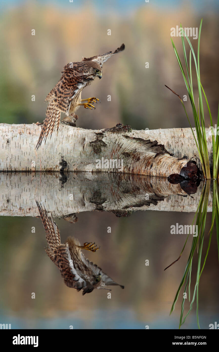 Kestrel Falco tinnunculus landing on log by pond with reflection in ...
