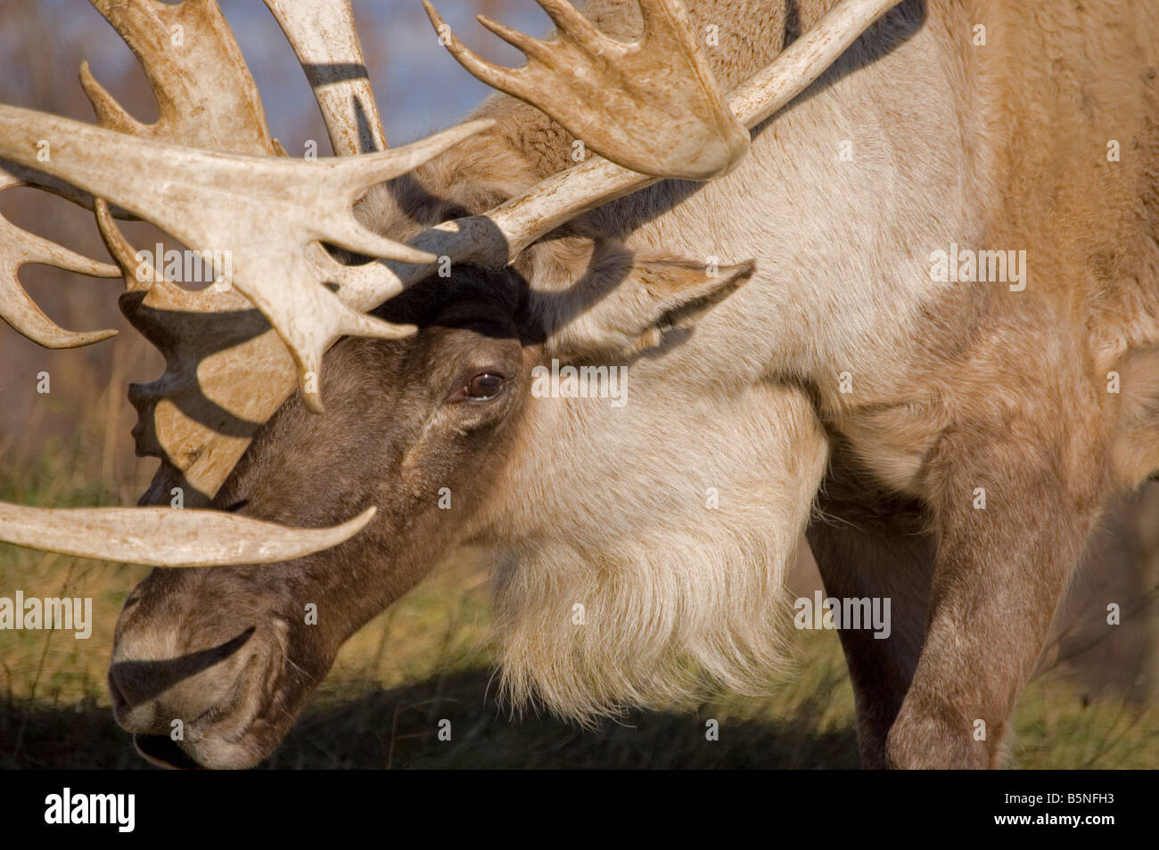 Caribou with antlers hi-res stock photography and images - Alamy