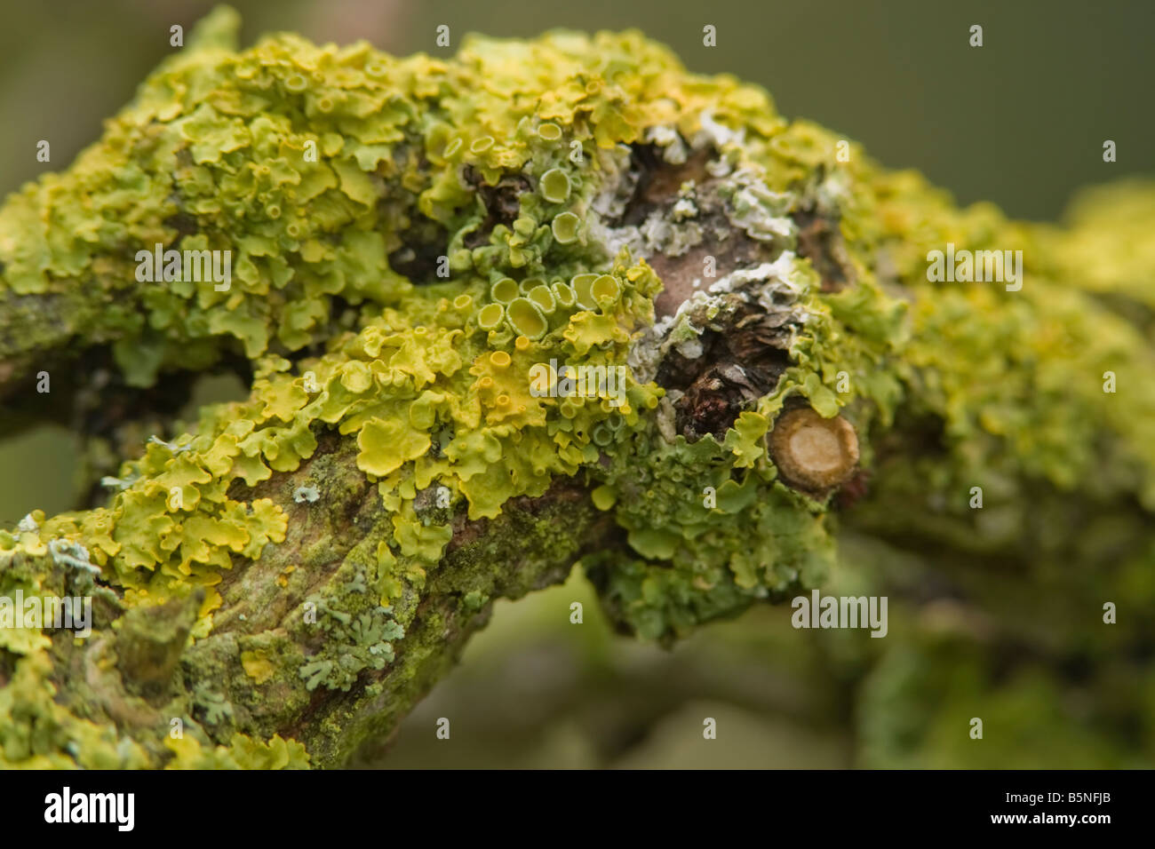 Lichen encrusted branch Stock Photo - Alamy