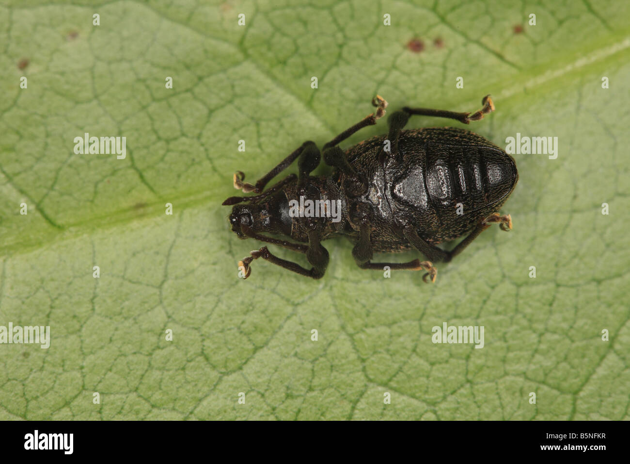 Vine of the dead hi-res stock photography and images - Alamy