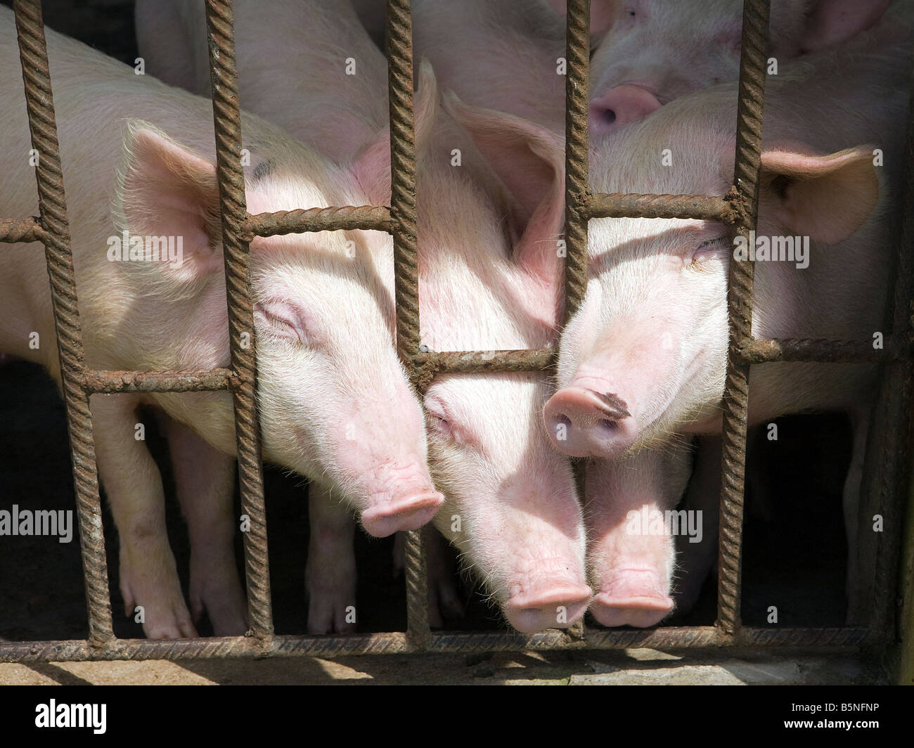 A number of pink pigs stick their snouts through twisted metal bars to ...