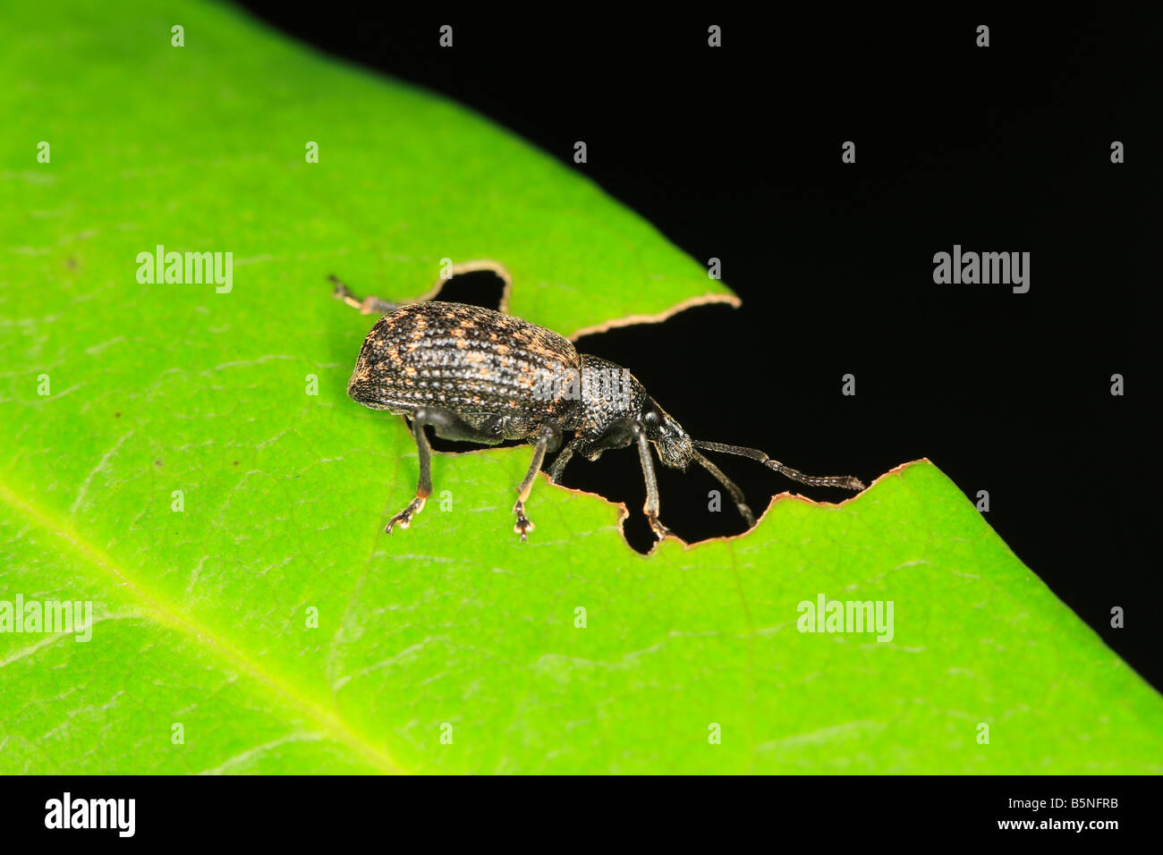 VINE WEEVIL Otiorhynchus sulcatus FEEDING ON RHODODENDRON LEAF Stock ...