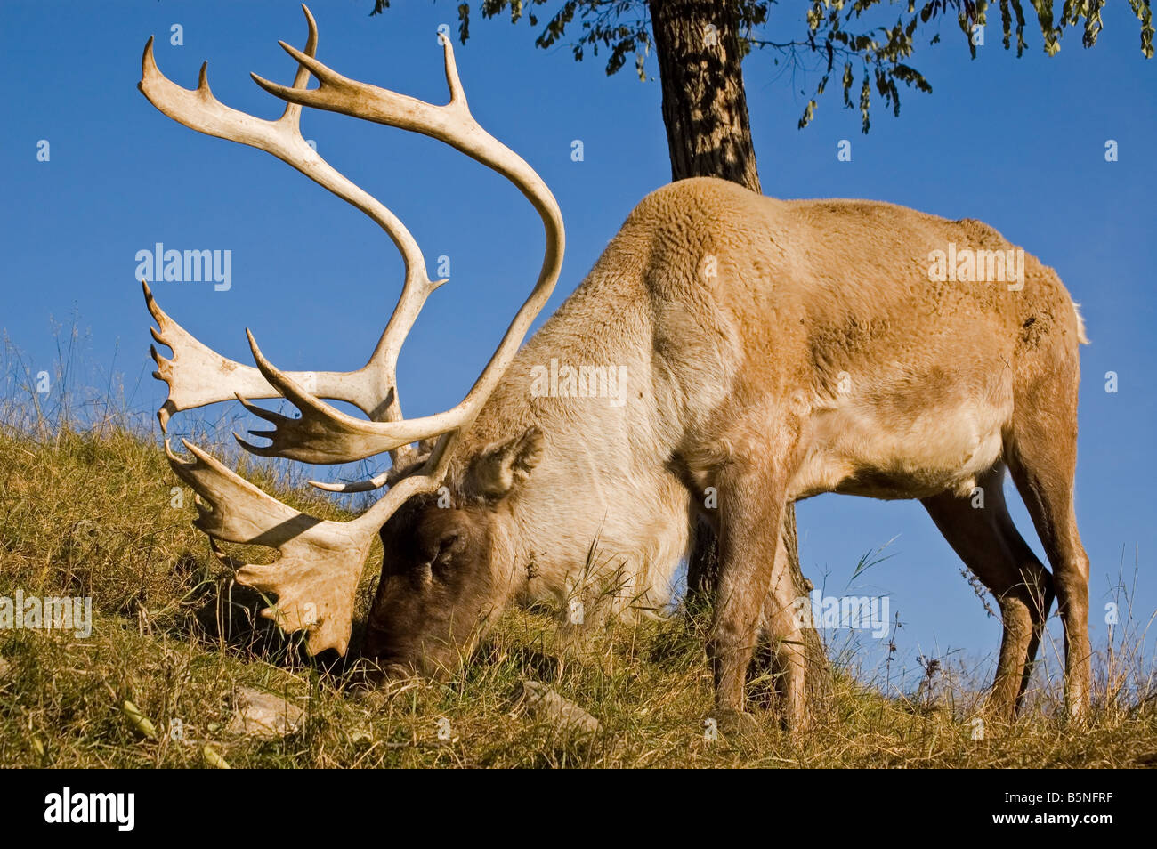 Caribou rangifer tarandus grazing on hi-res stock photography and ...