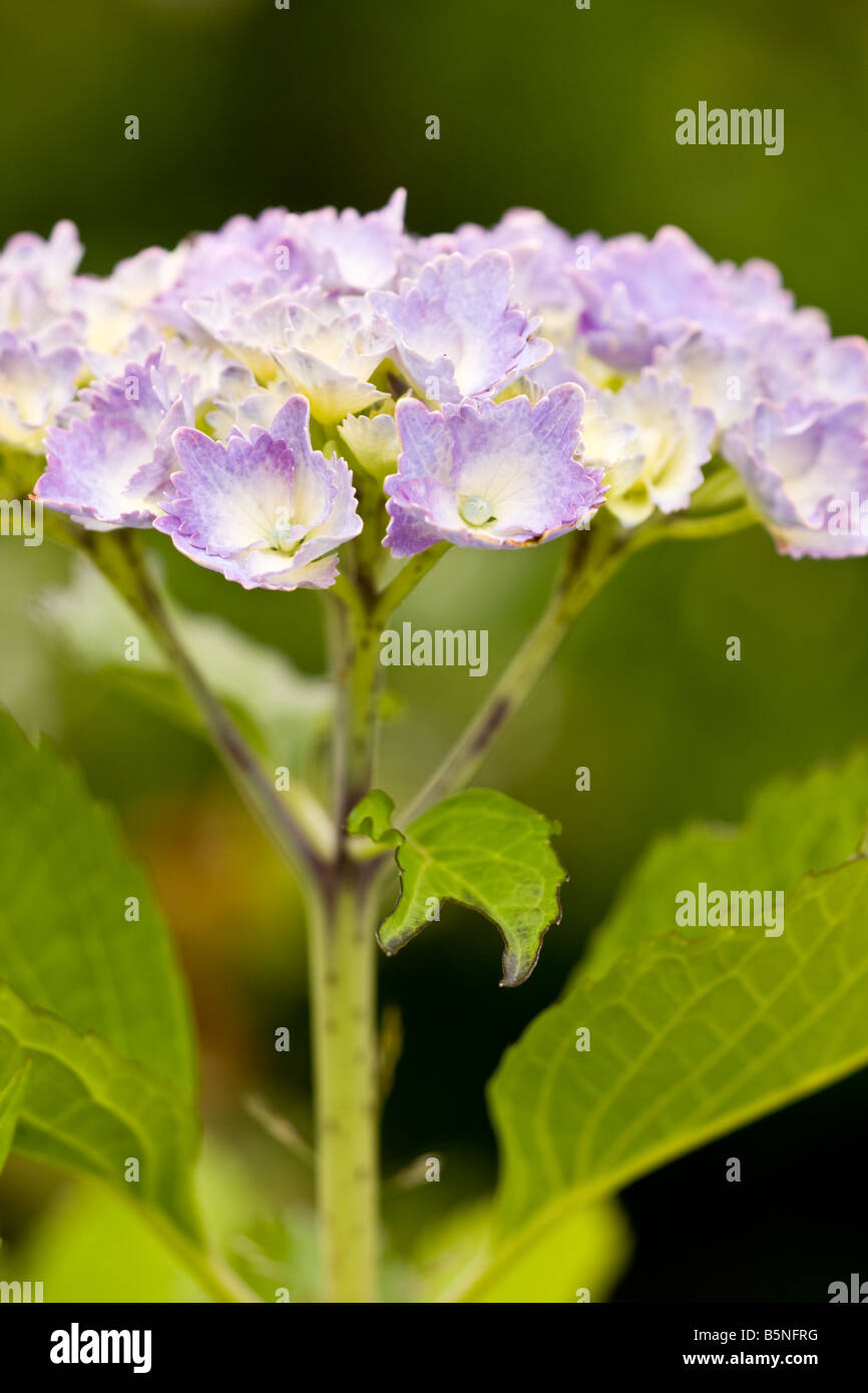 Closeup blue hydrangea macrophylla hi-res stock photography and images ...