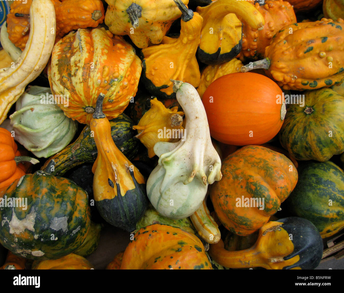 A stand of various gourds for sale in a market stall Stock Photo - Alamy
